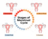 Understanding The Menstrual Cycle New Direction Fertility Centers